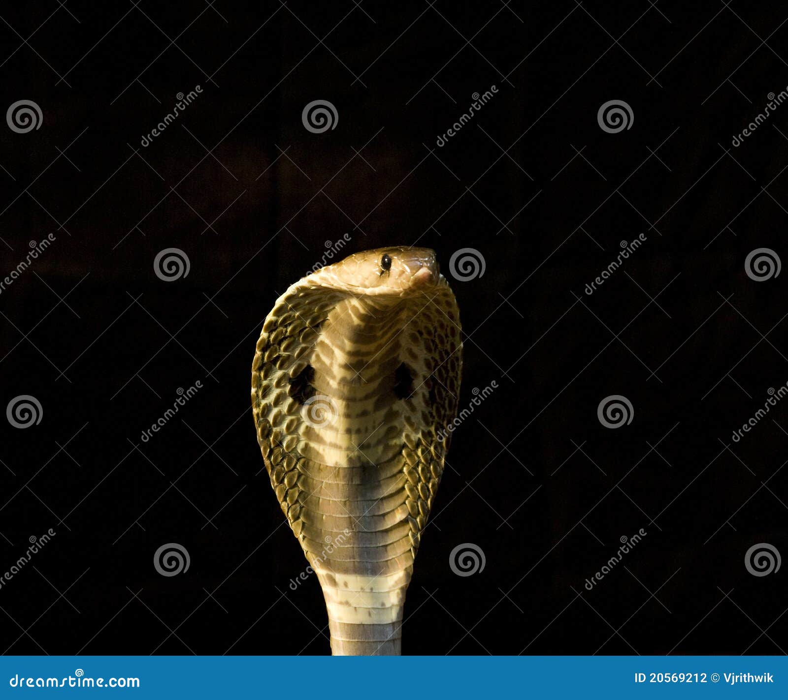 Cobra Snake Head Front