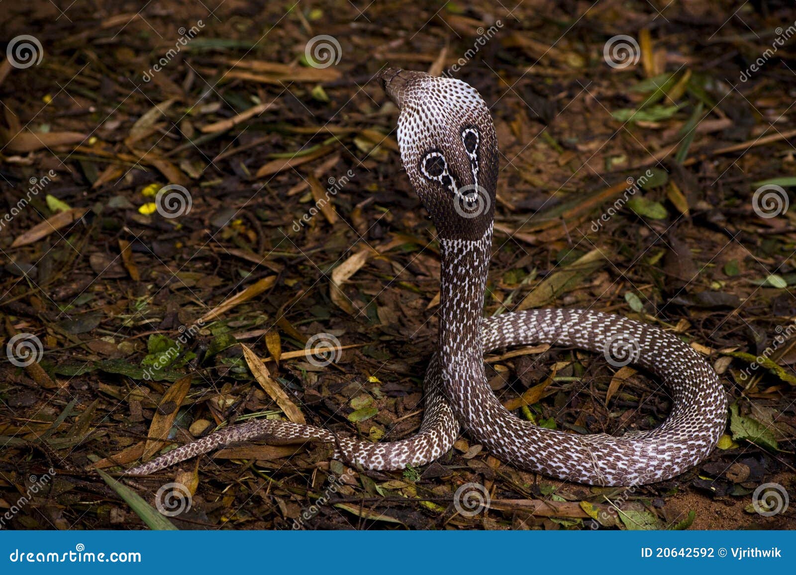 Indian Cobra snake stock photo. Image of ocelli, cobra - 20642592