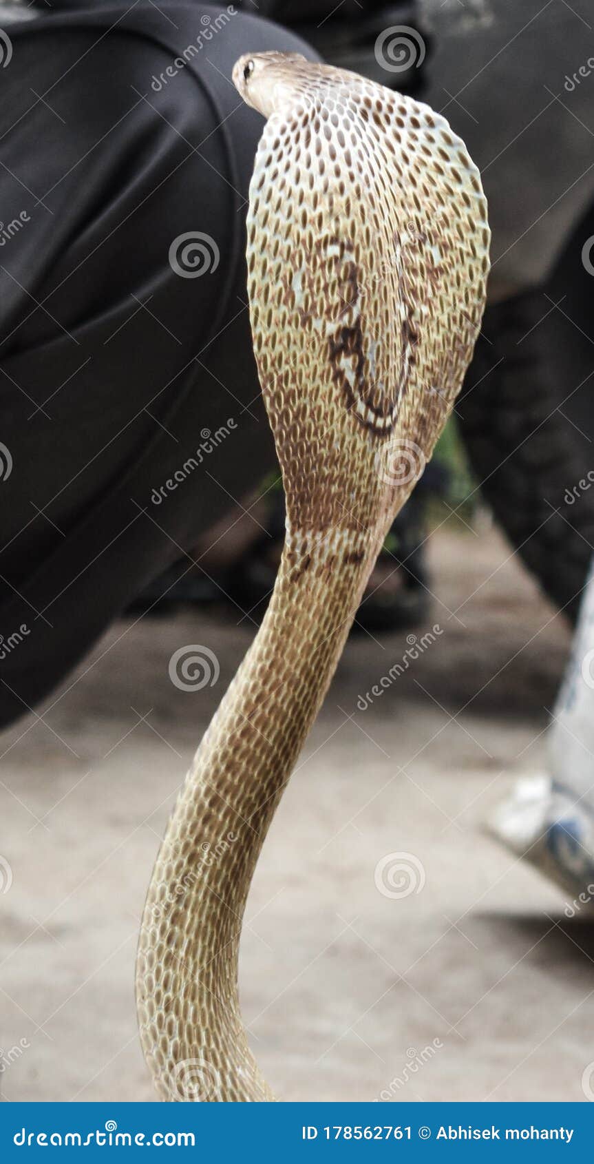 The Indian cobra stock image. Image of iron, brown, wood - 178562761