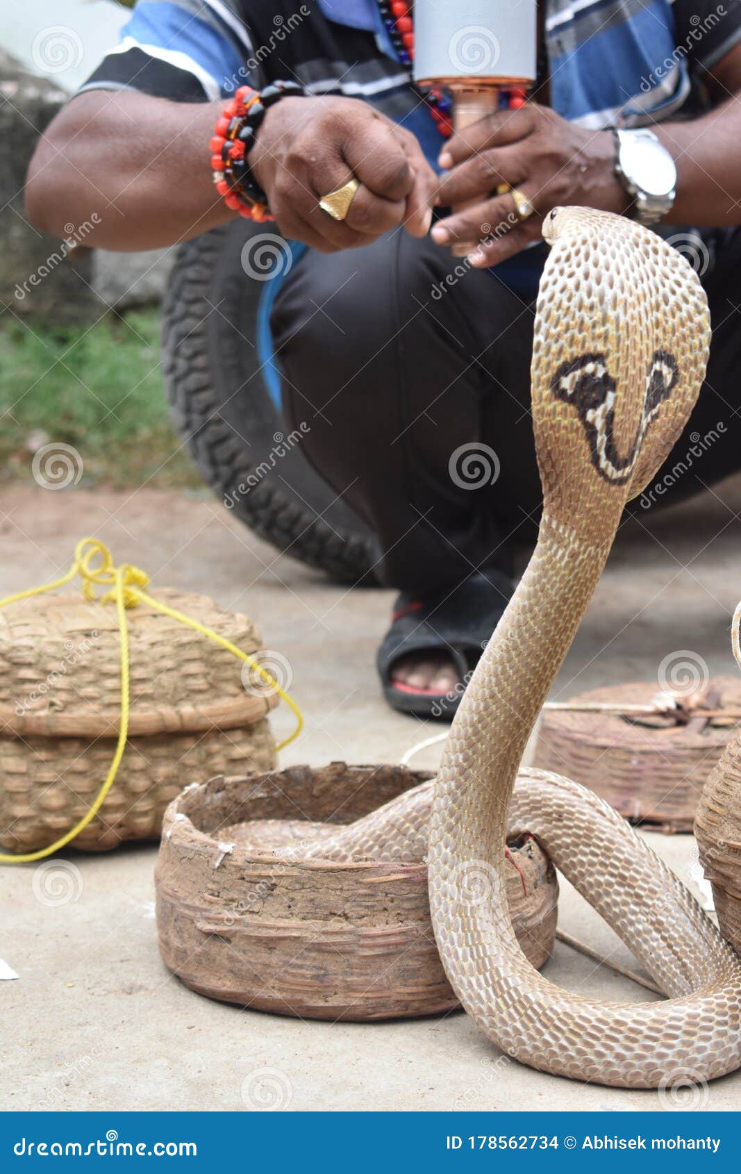 The Indian cobra stock photo. Image of tortoise, carving - 178562734