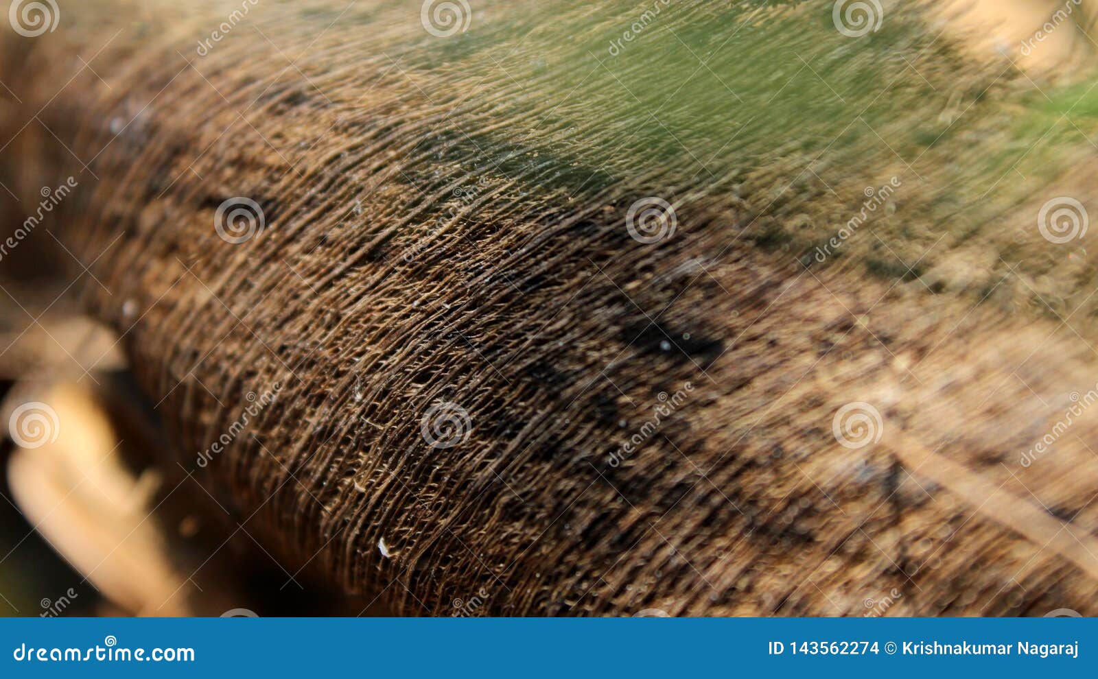 Palm tree husk texture stock photo. Image of milk, husk - 143562274