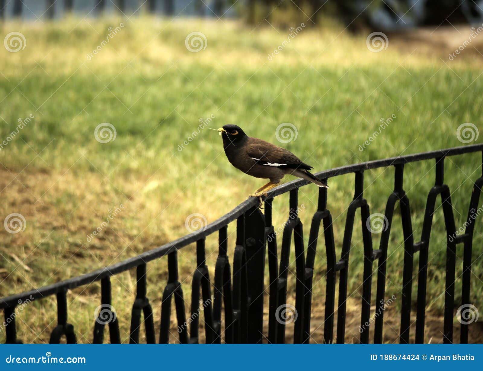 Indian Common Black Mynah Bird with Grass in Beak for Nesting Stock ...