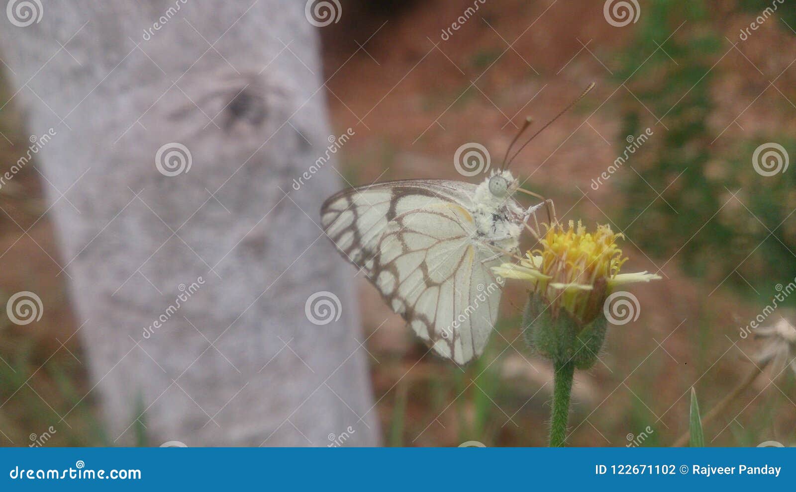 Butterfly stock photo. Image of butterfly, indian, common - 122671102