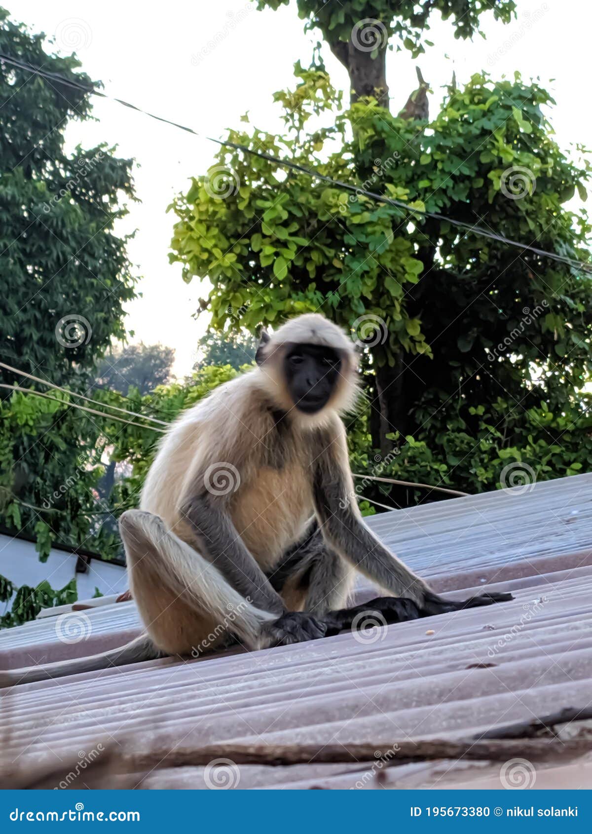 Indian Common Gray Langur Or Hanuman Langur Monkey In Indian Village ...
