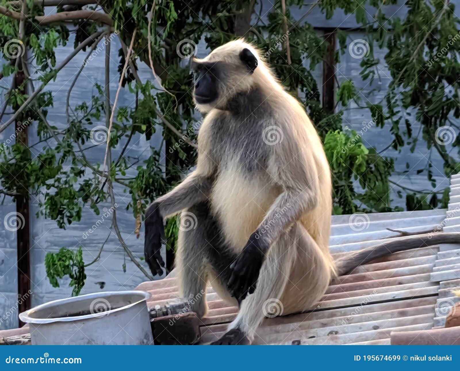 Indian Common Gray Langur or Hanuman Langur Monkey in Indian Village ...