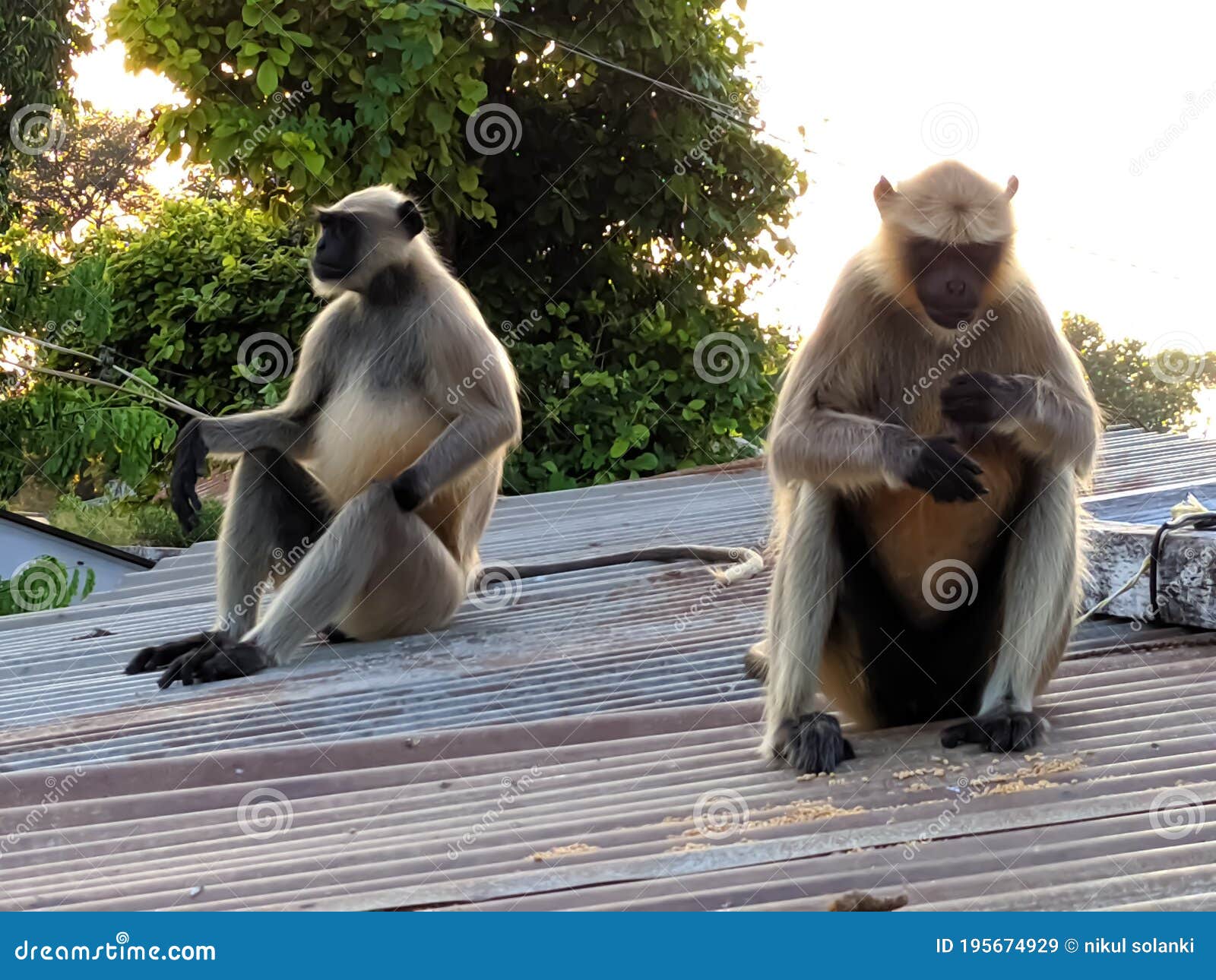 Indian Common Gray Langur or Hanuman Langur Monkey in Indian Village ...