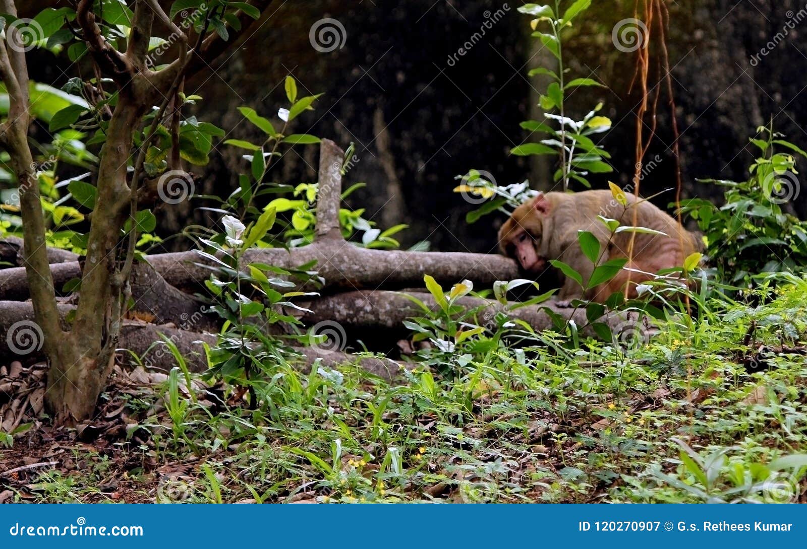Indian common monkey stock image. Image of leaves, hiding - 120270907