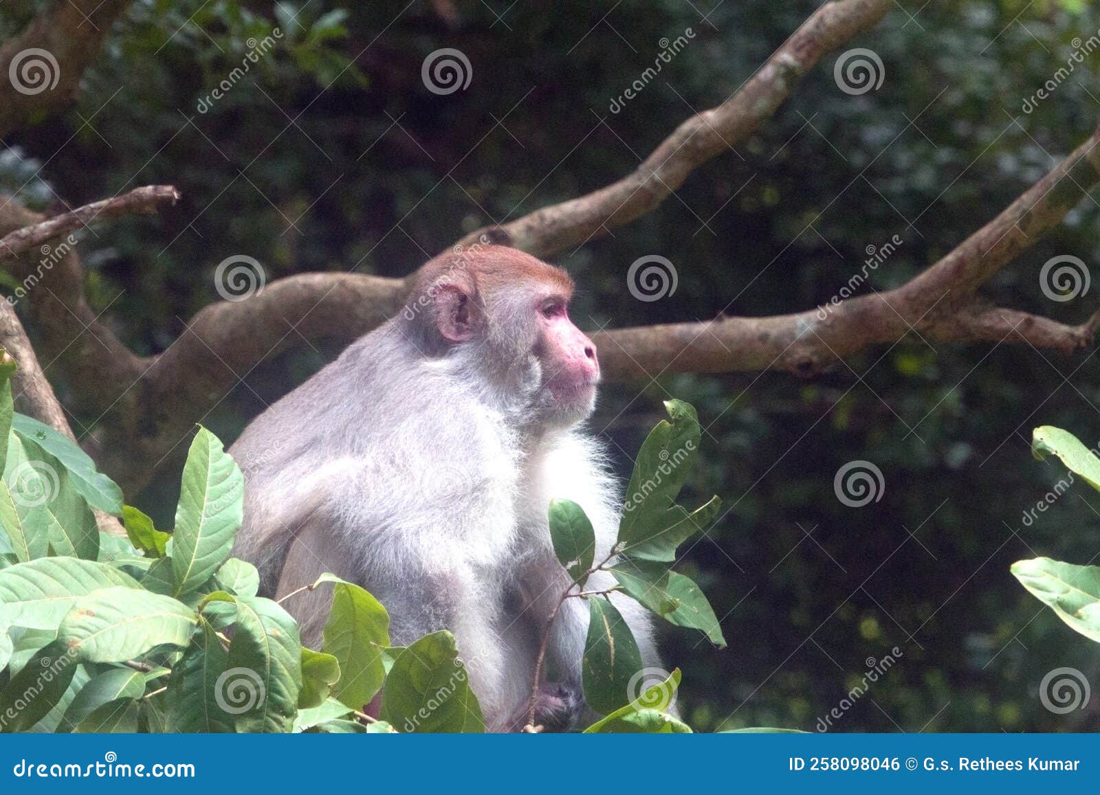 Indian Common Monkey stock photo. Image of wild, animal - 258098046