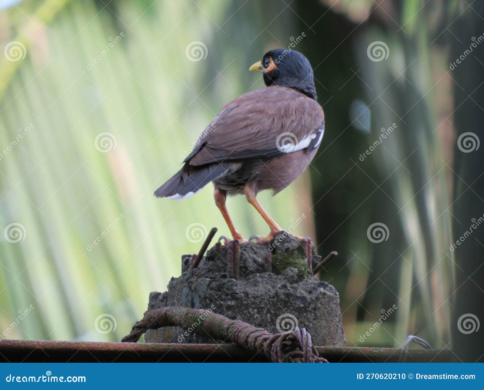 Indian common myna bird stock photo. Image of indian - 270620210
