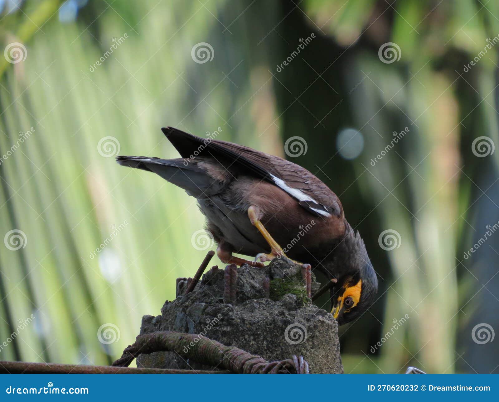 Indian common myna bird stock photo. Image of common - 270620232