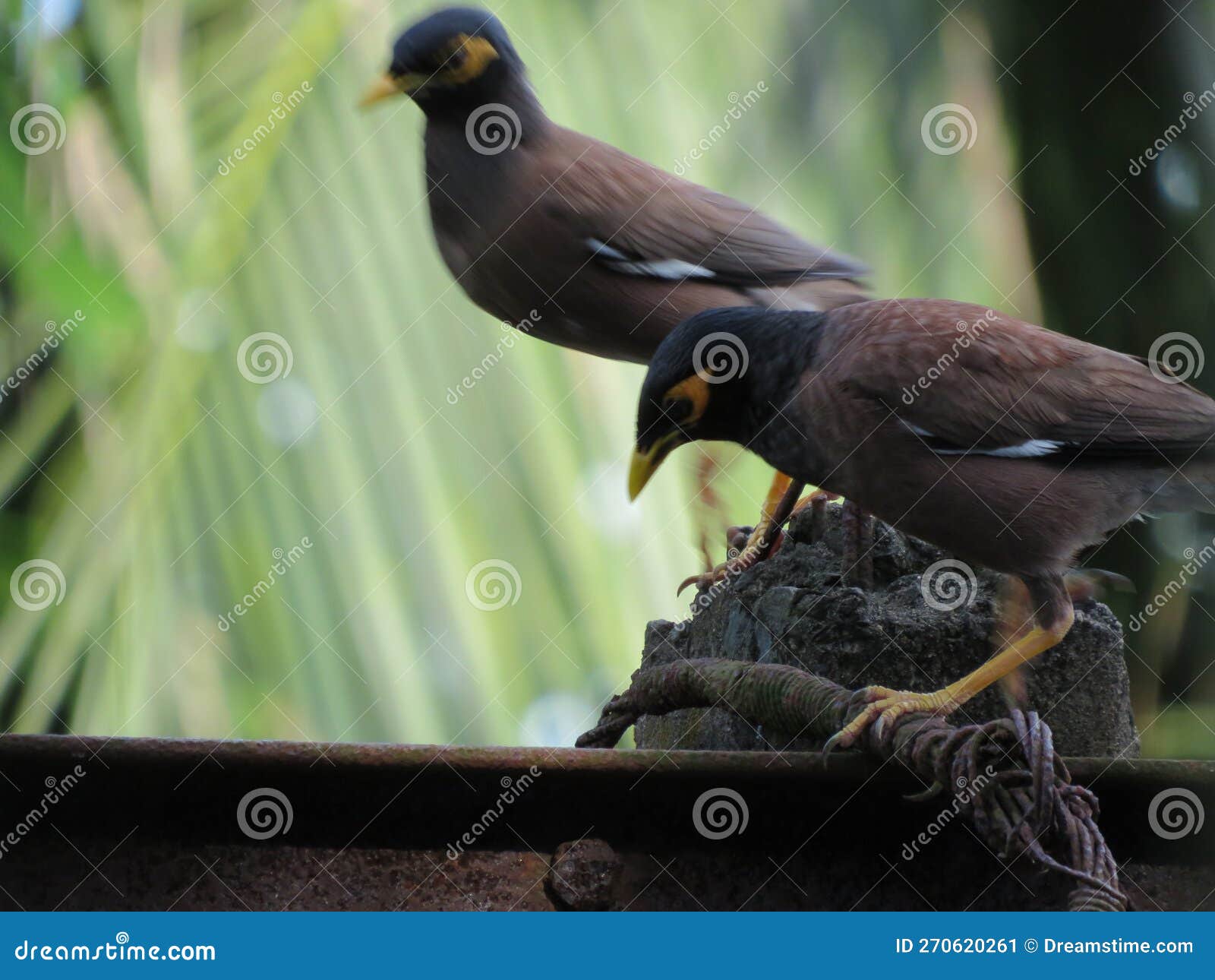 Indian common myna bird stock image. Image of bird, indian - 270620261