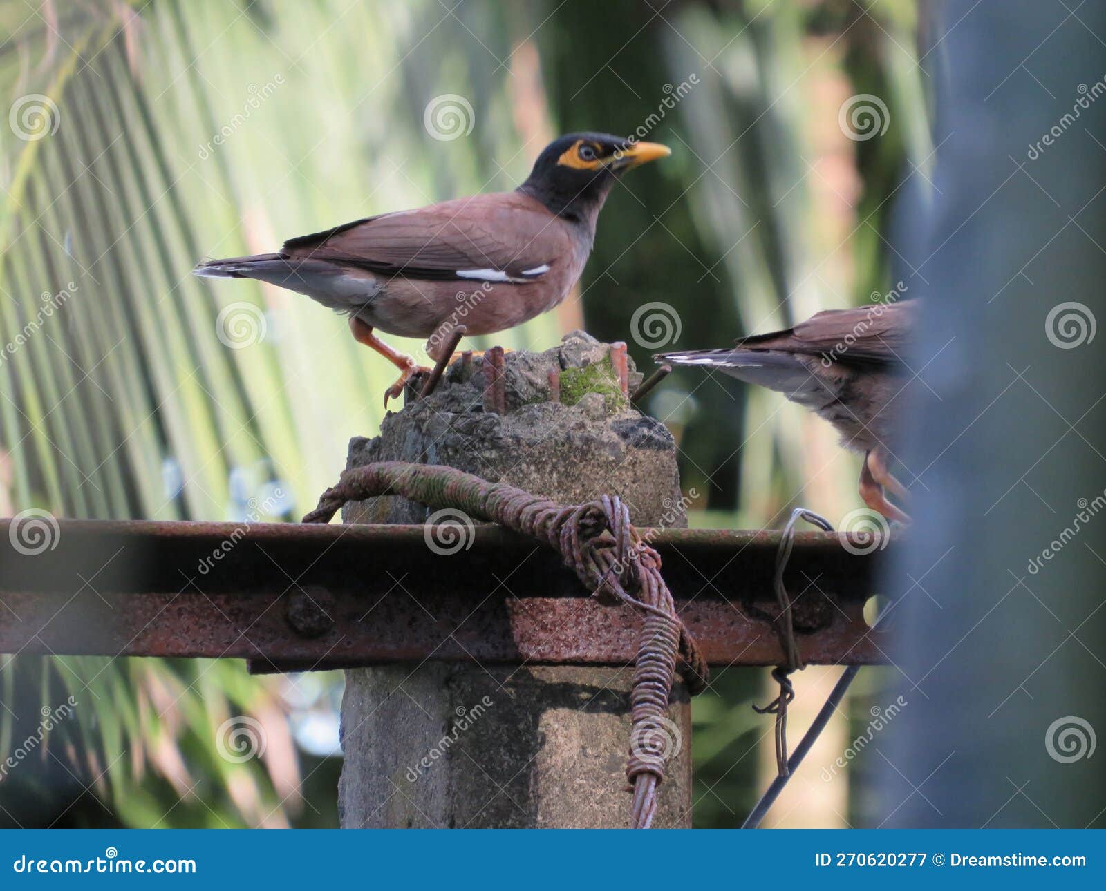 Indian common myna bird stock image. Image of common - 270620277