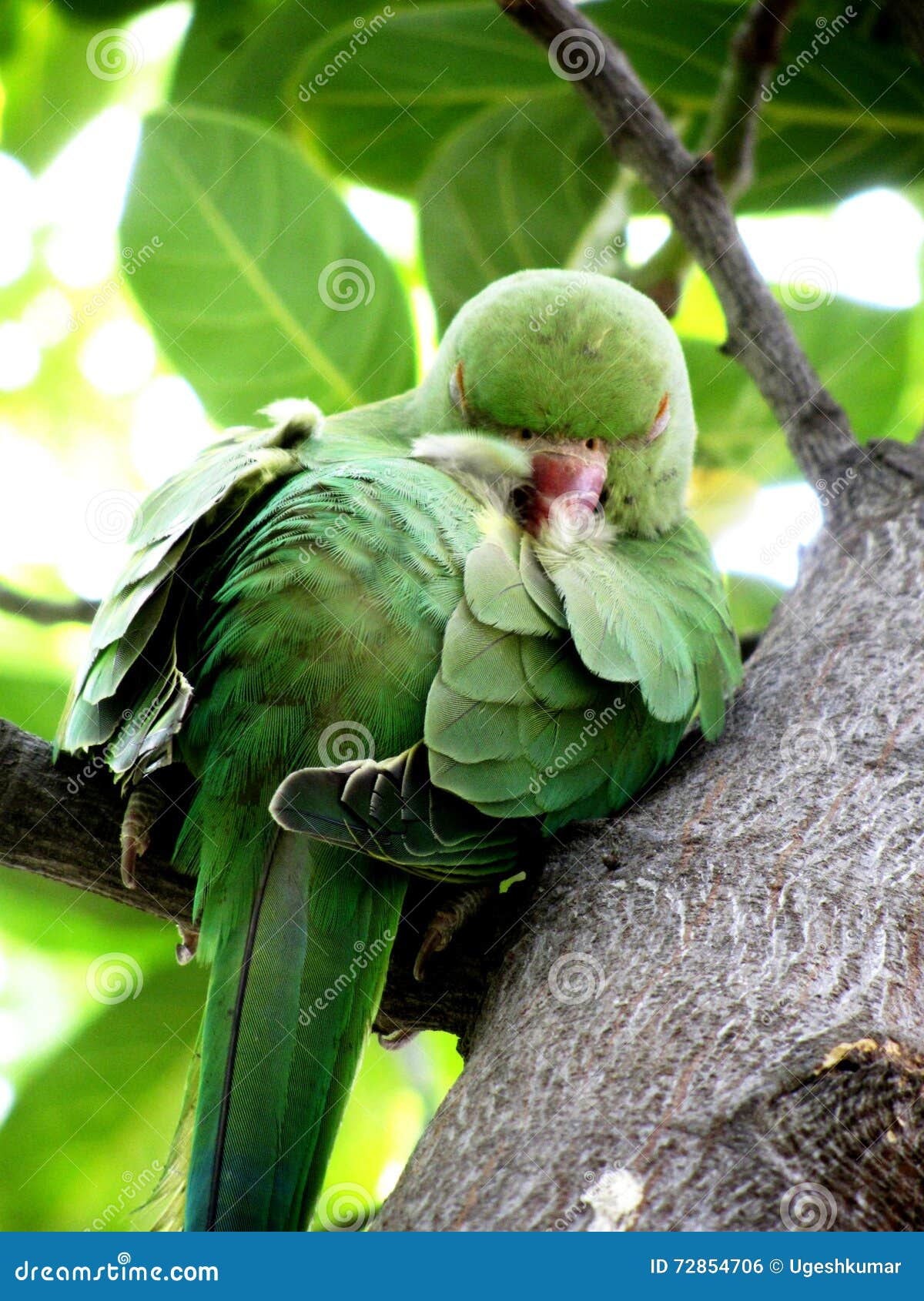 Indian Common Parakeet, Sleeping in the Tree Stock Photo - Image of ...
