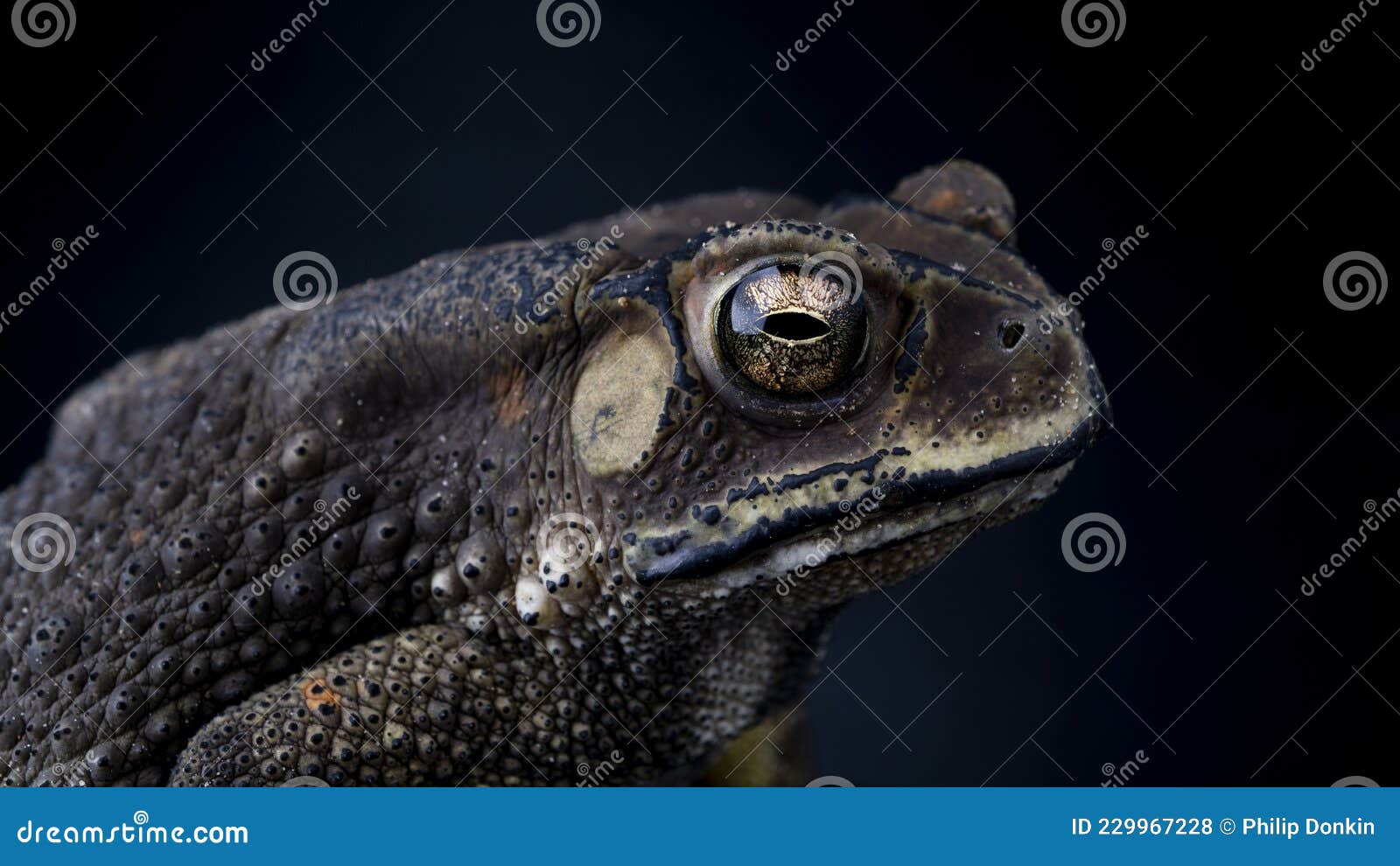 Indian Common Toad Close Up Showing Colourful Eyes and Bumpy Skin Stock ...