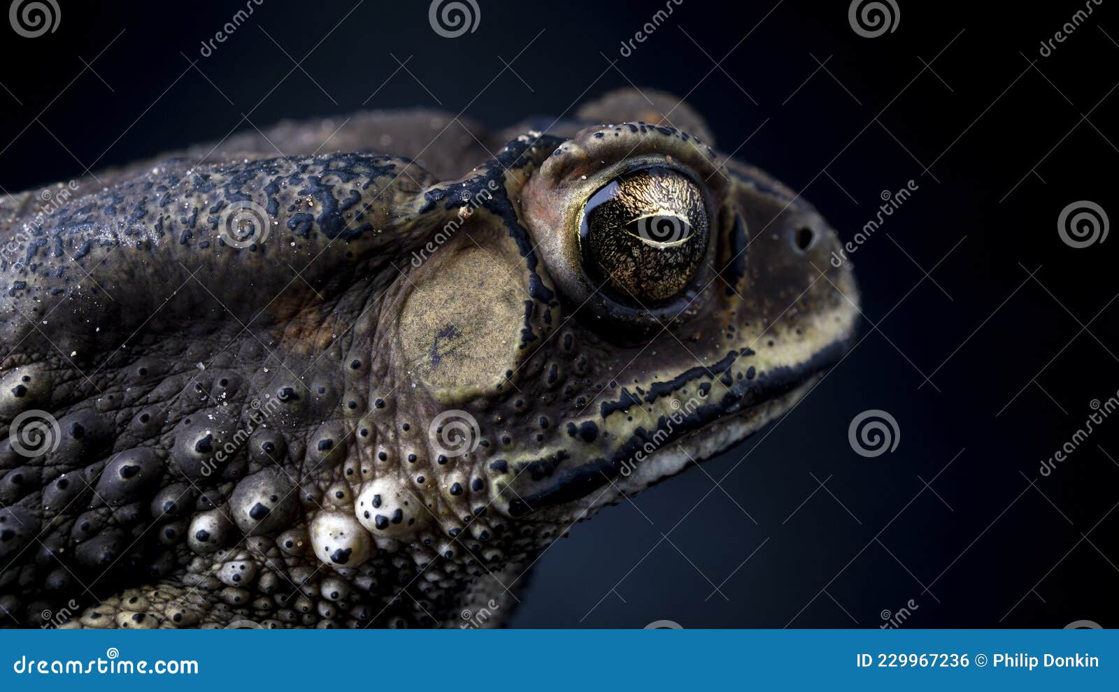 Indian Common Toad Close Up Showing Colourful Eyes and Bumpy Skin Stock ...