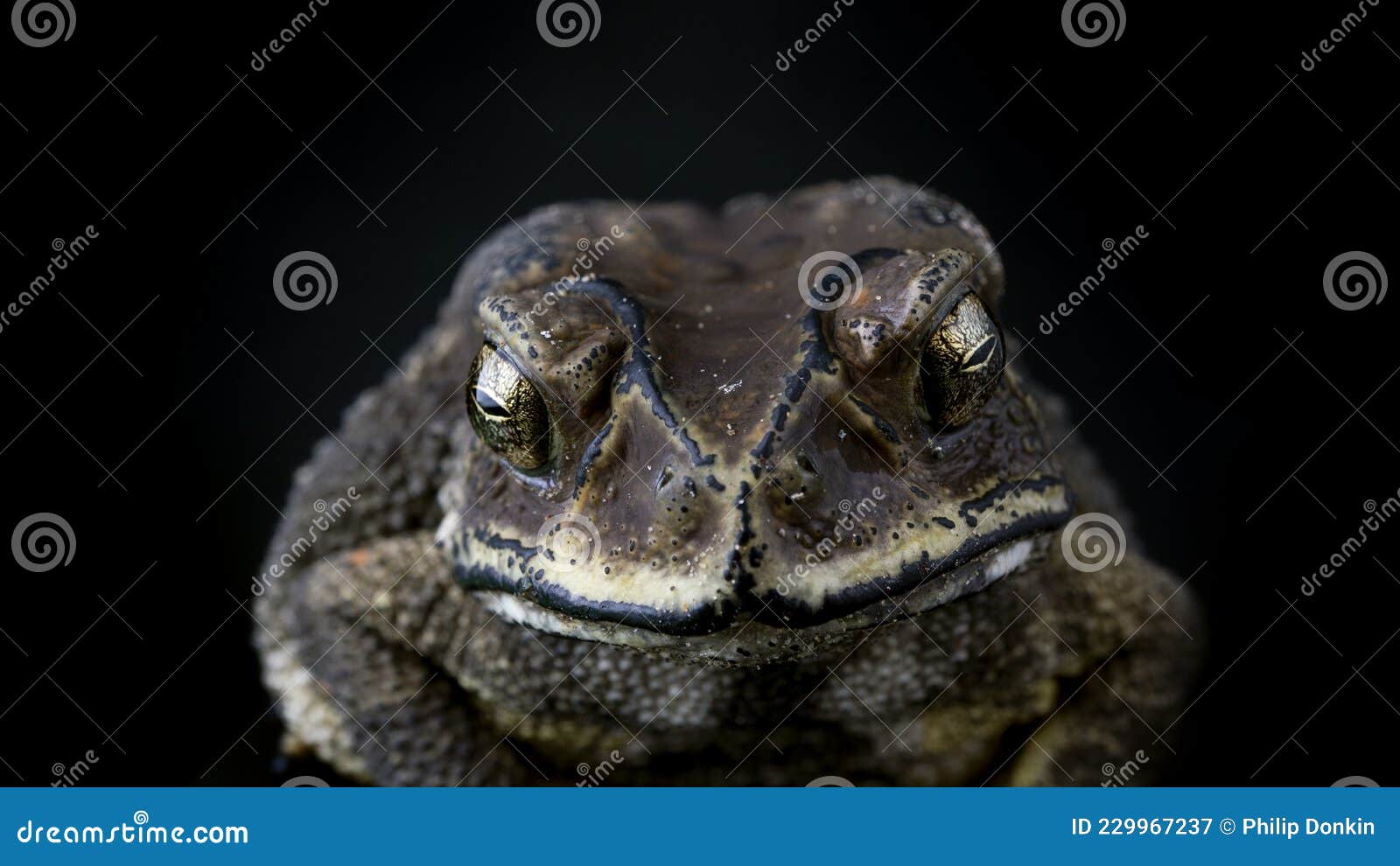 Indian Common Toad Close Up Showing Colourful Eyes and Bumpy Skin Stock ...