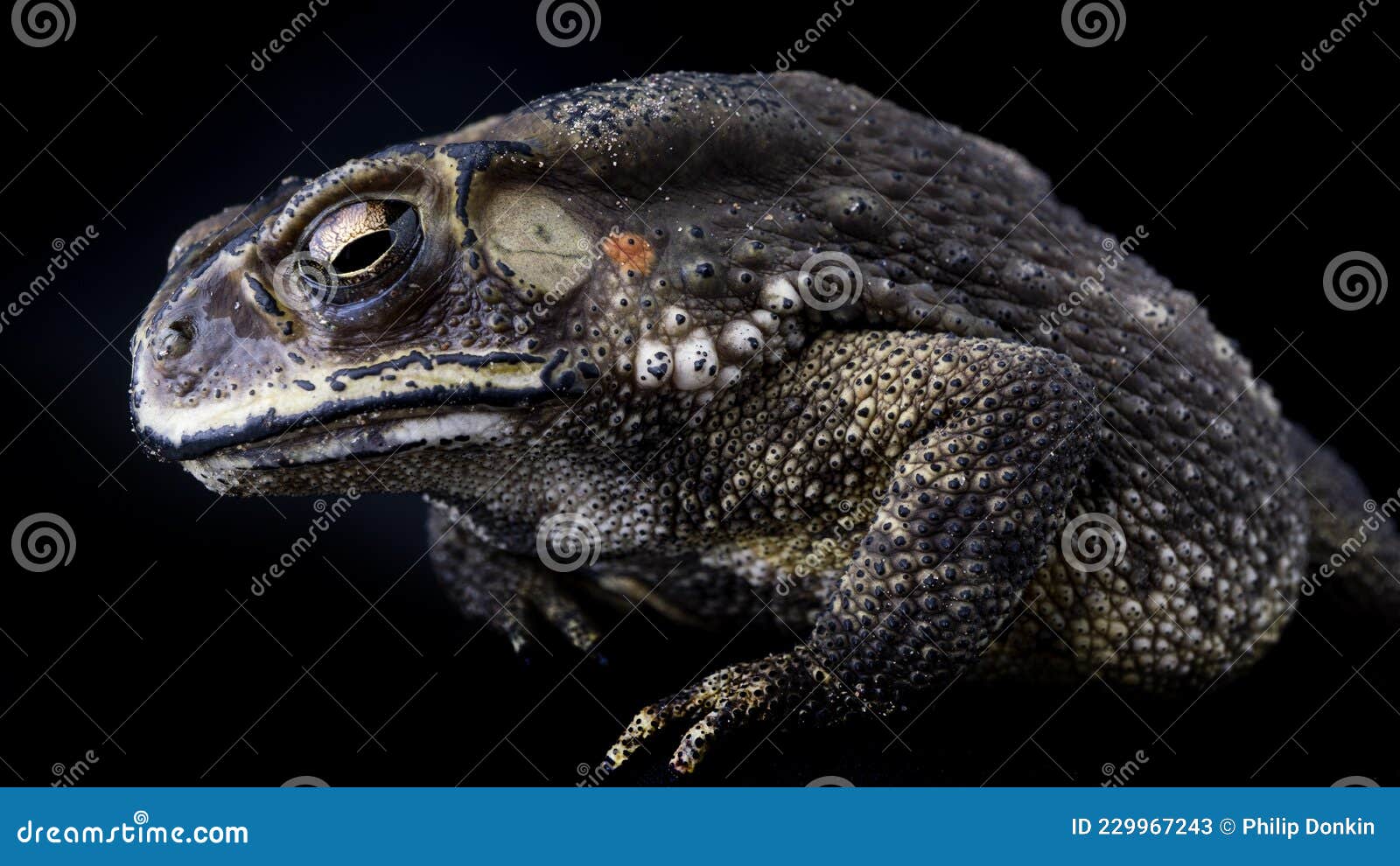 Indian Common Toad Close Up Showing Colourful Eyes and Bumpy Skin Stock ...