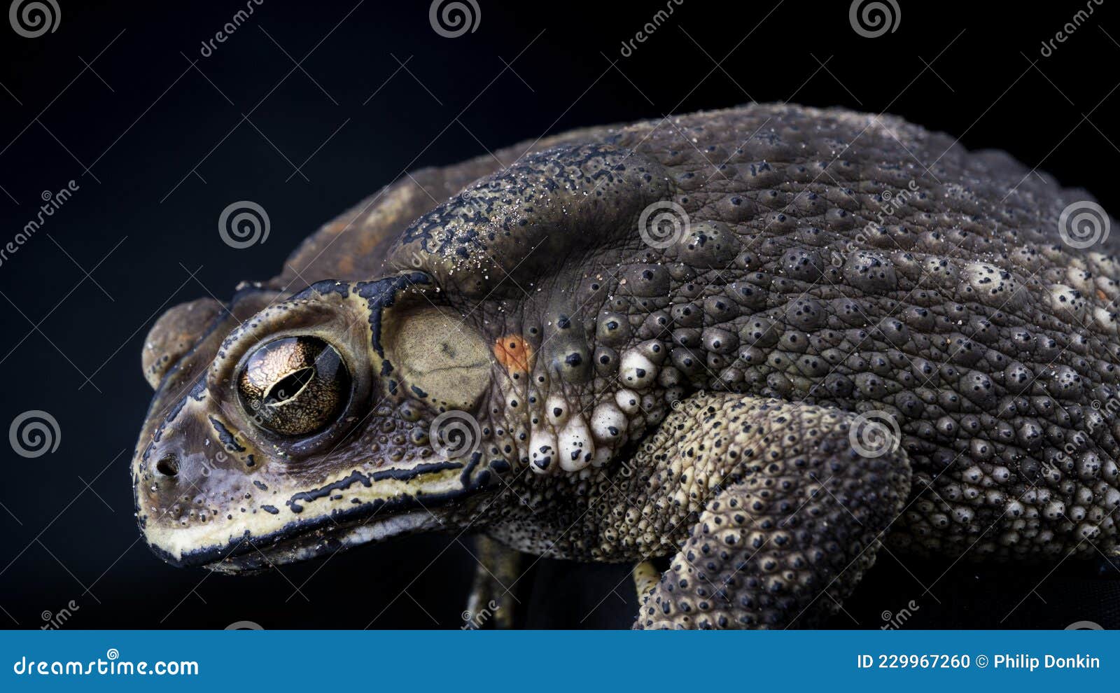 Indian Common Toad Close Up Showing Colourful Eyes and Bumpy Skin Stock ...