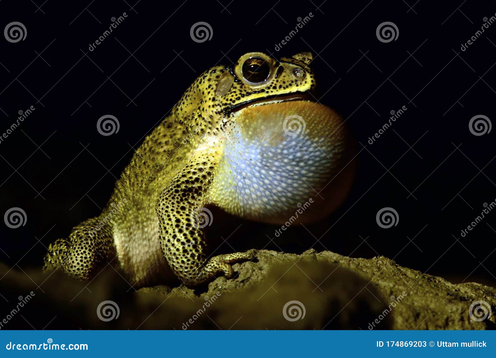 Indian Common Toad Mating Call Stock Image - Image of amphibian, night ...