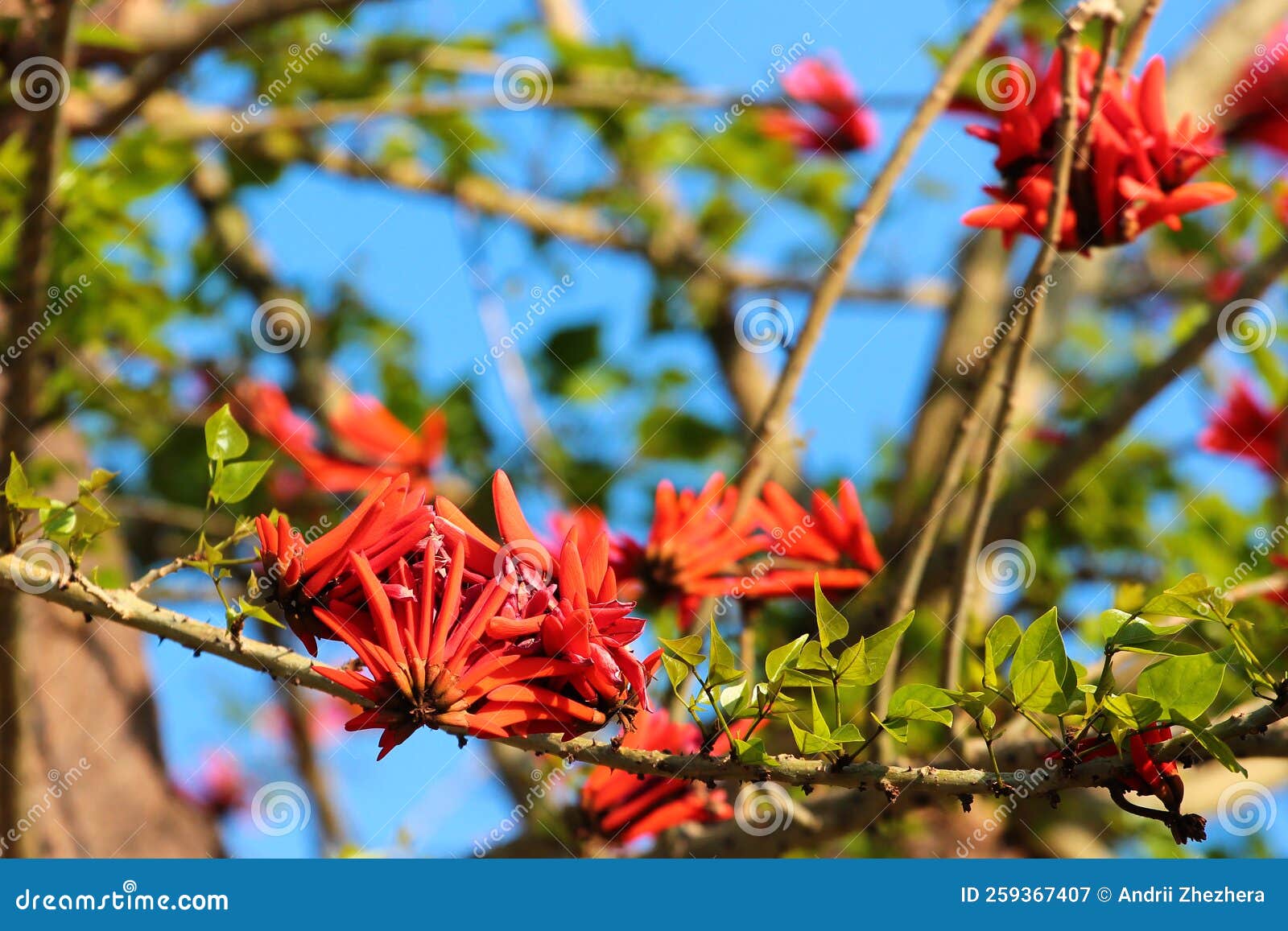 Indian Coral Tree, or Erythrina Variegata Flowers on a Tree Stock Image ...