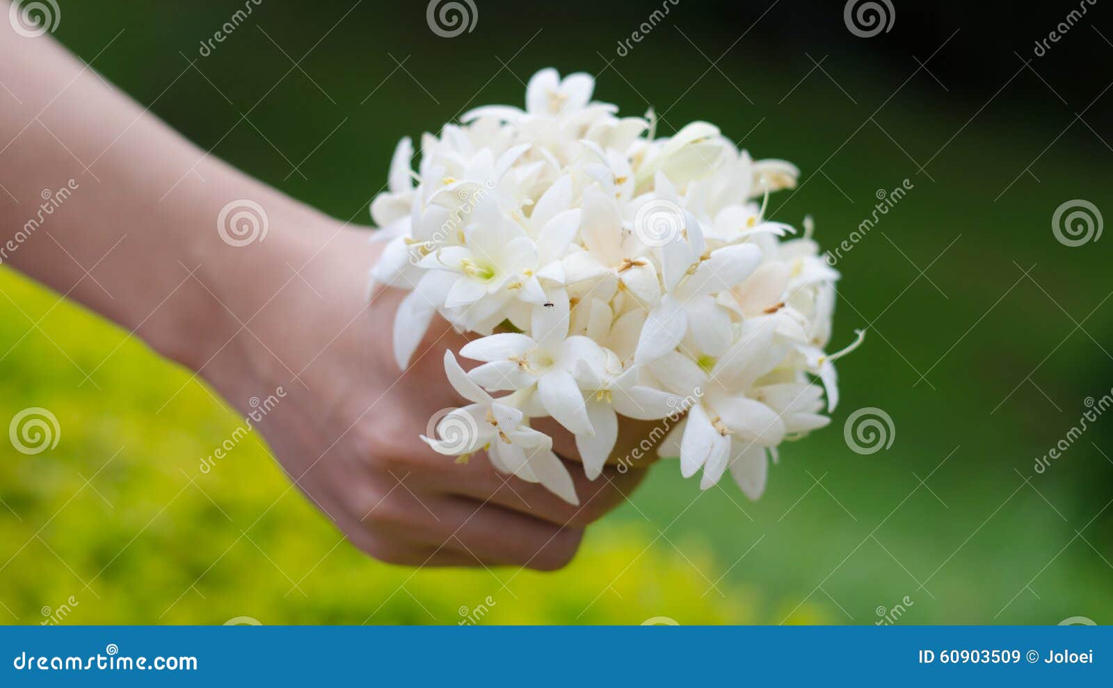 Indian Cork Tree flower stock image. Image of millingtonia - 60903509