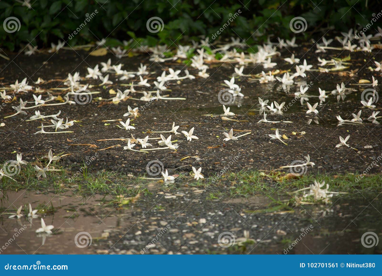 Indian Cork Tree Flowers Falling on the Ground Stock Image - Image of ...