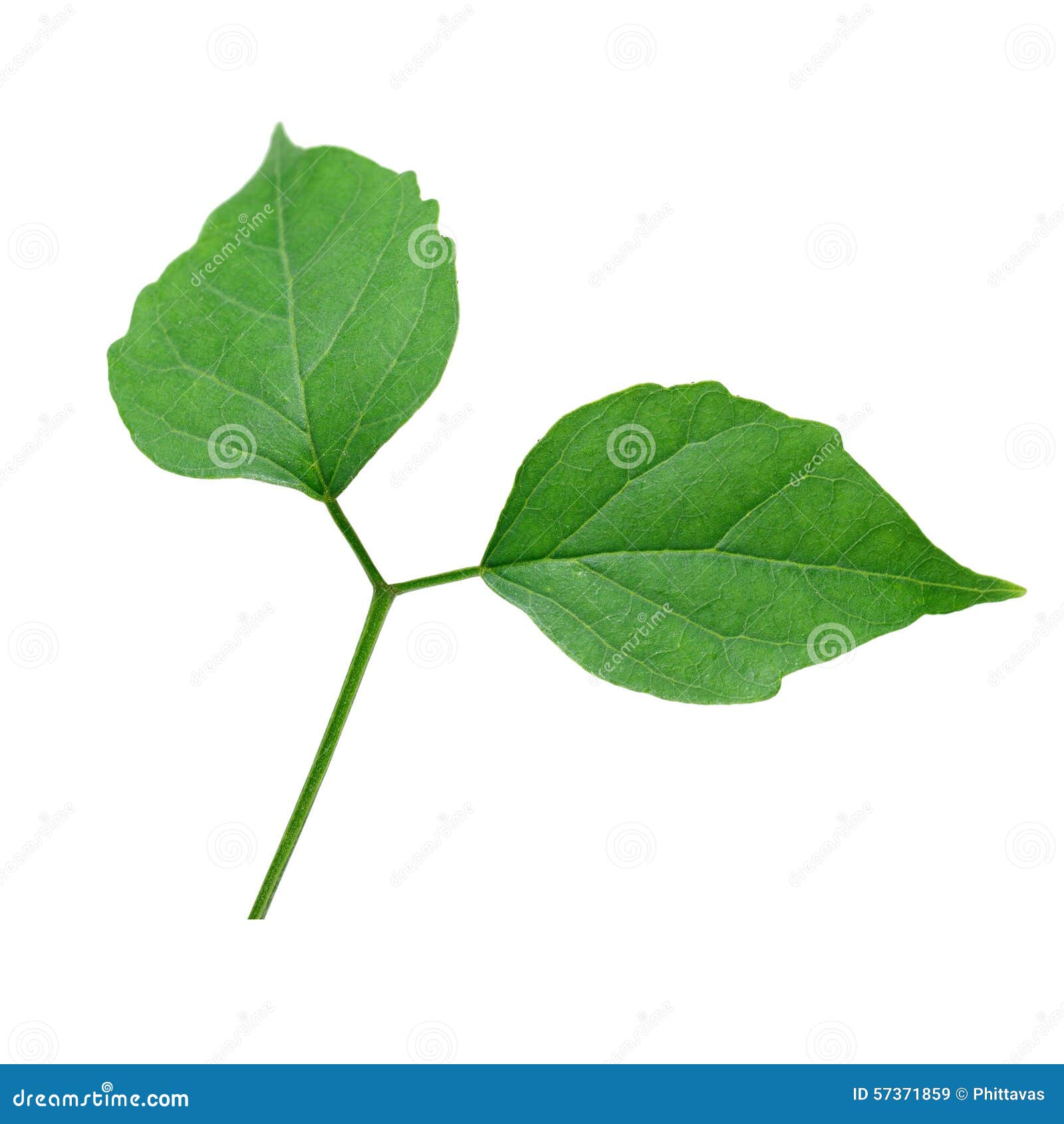 Indian Cork Tree Leaves Isolate on White Background Stock Image - Image ...