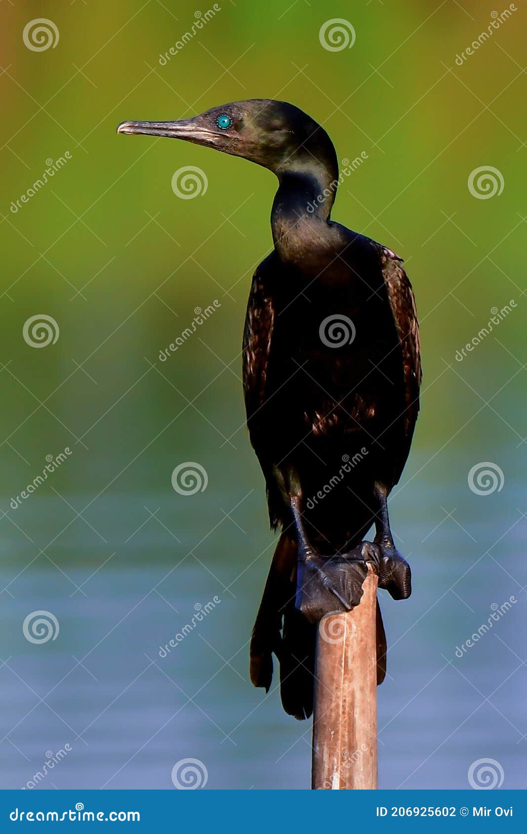 Indian Cormorant stock photo. Image of indian, blackbird - 206925602