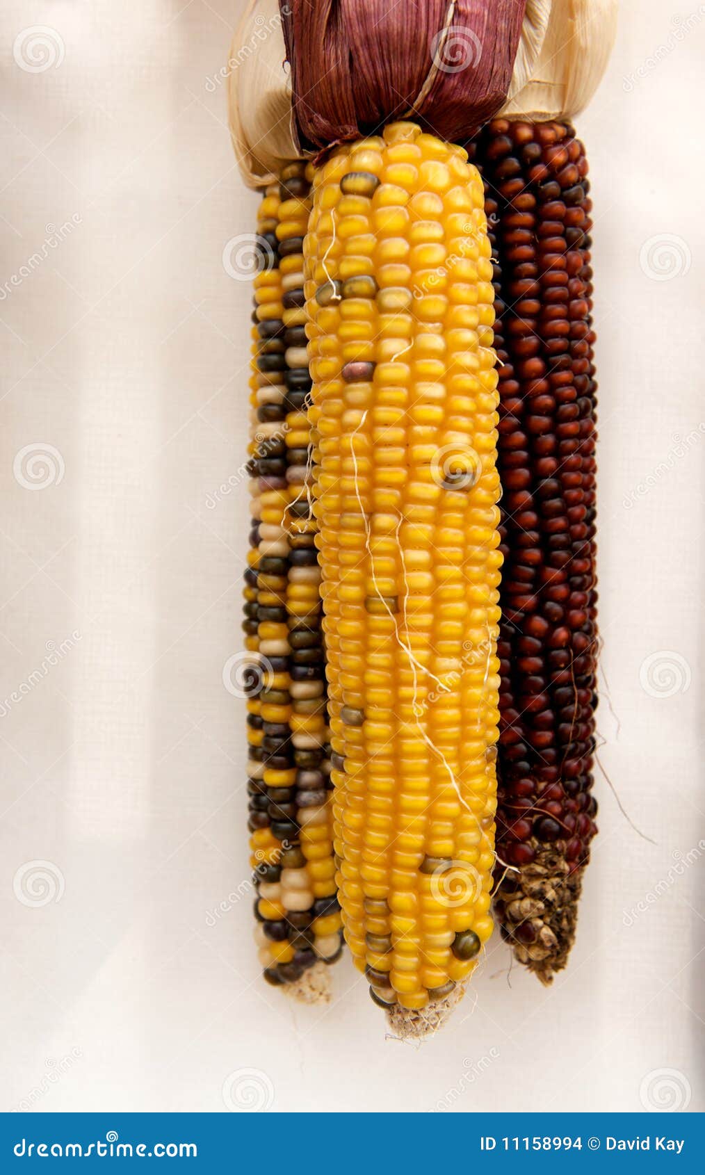 Indian Corn stock photo. Image of variety, colourful - 11158994