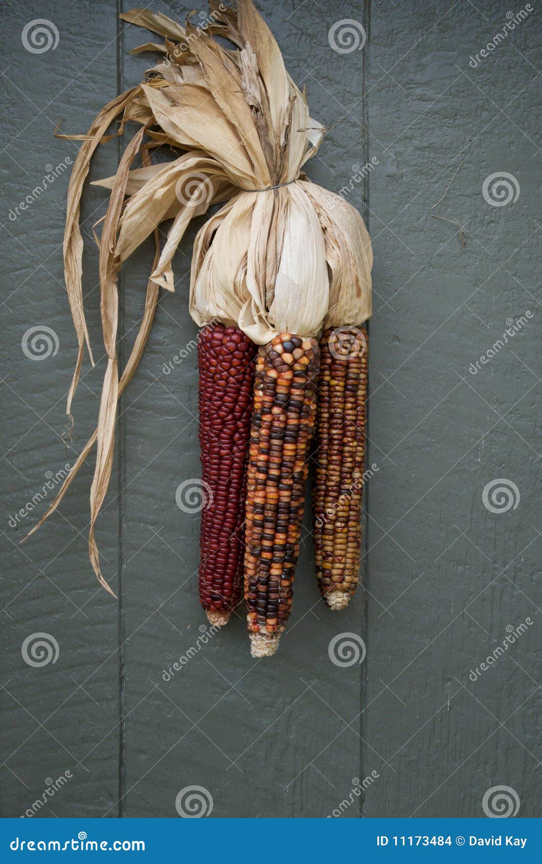 Indian Corn stock photo. Image of purple, husk, yellow - 11173484