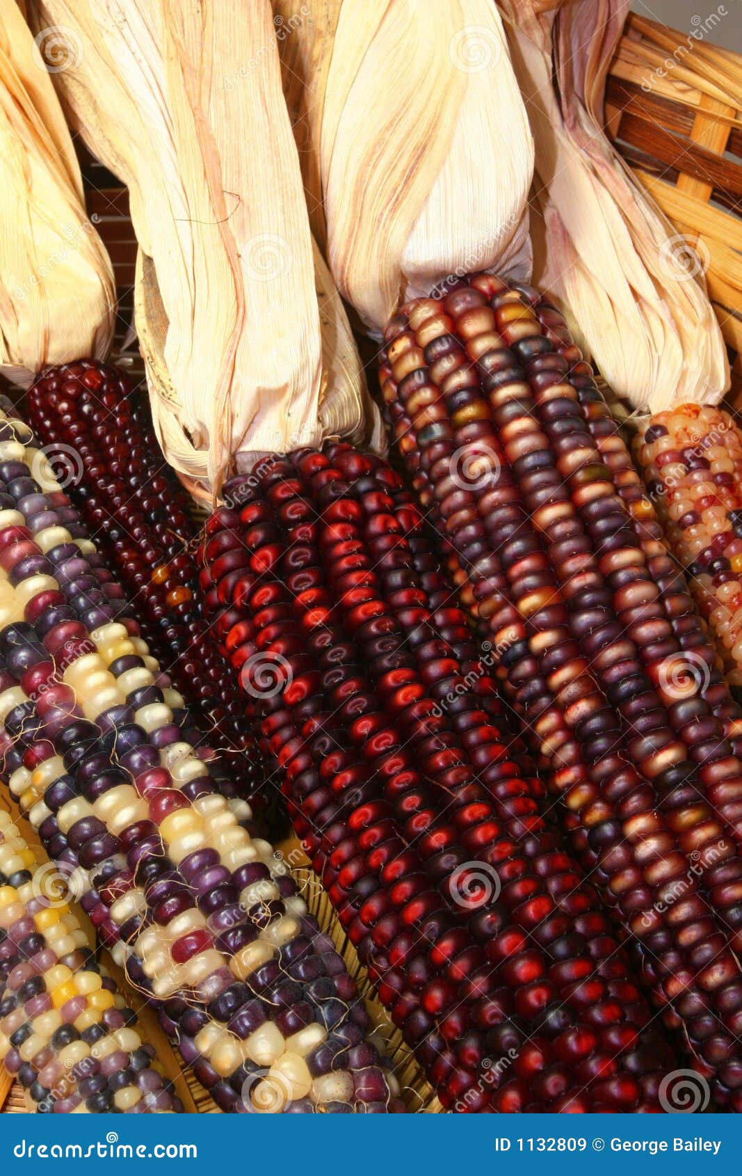 Indian corn stock image. Image of vegetable, thanksgiving - 1132809
