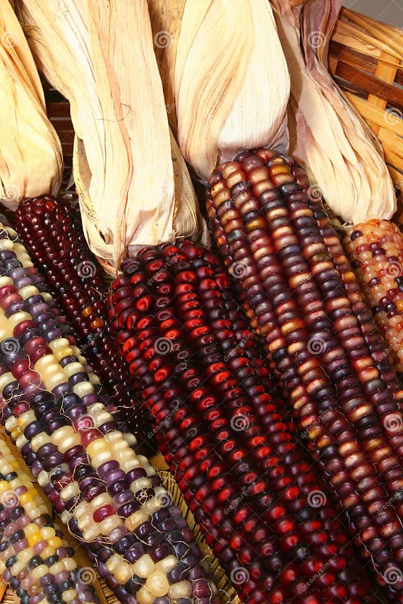 Indian corn stock image. Image of vegetable, thanksgiving - 1132809