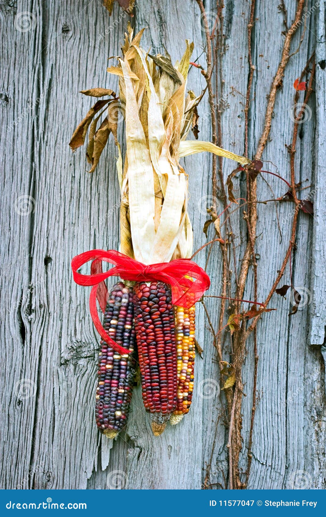 Indian corn stock image. Image of hanging, wood, wall - 11577047