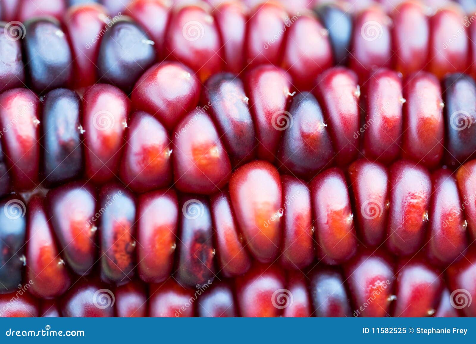 Indian Corn stock image. Image of vegetable, purple, fall - 11582525