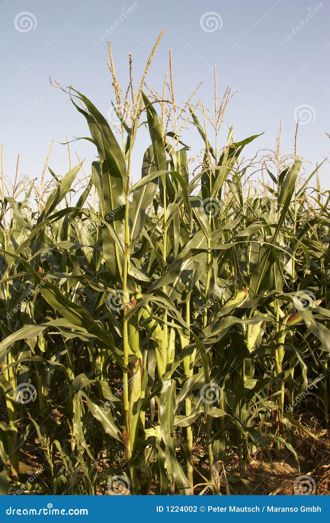 Indian Corn Grows Field Photos - Free & Royalty-Free Stock Photos from ...