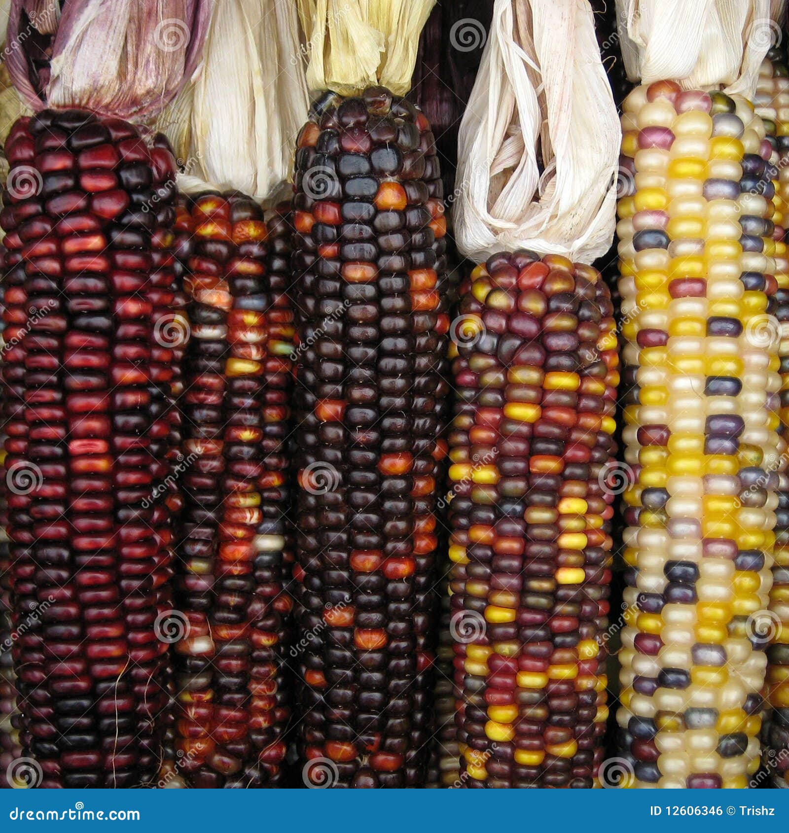 Indian corn stock photo. Image of nature, colorful, fall - 12606346