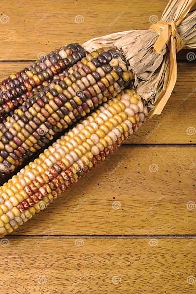 Indian corn stock photo. Image of festive, decorative - 1591992