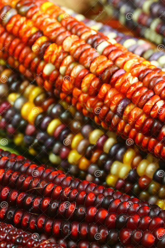 Indian corn #2 stock image. Image of potpourri, seasonal - 1394843