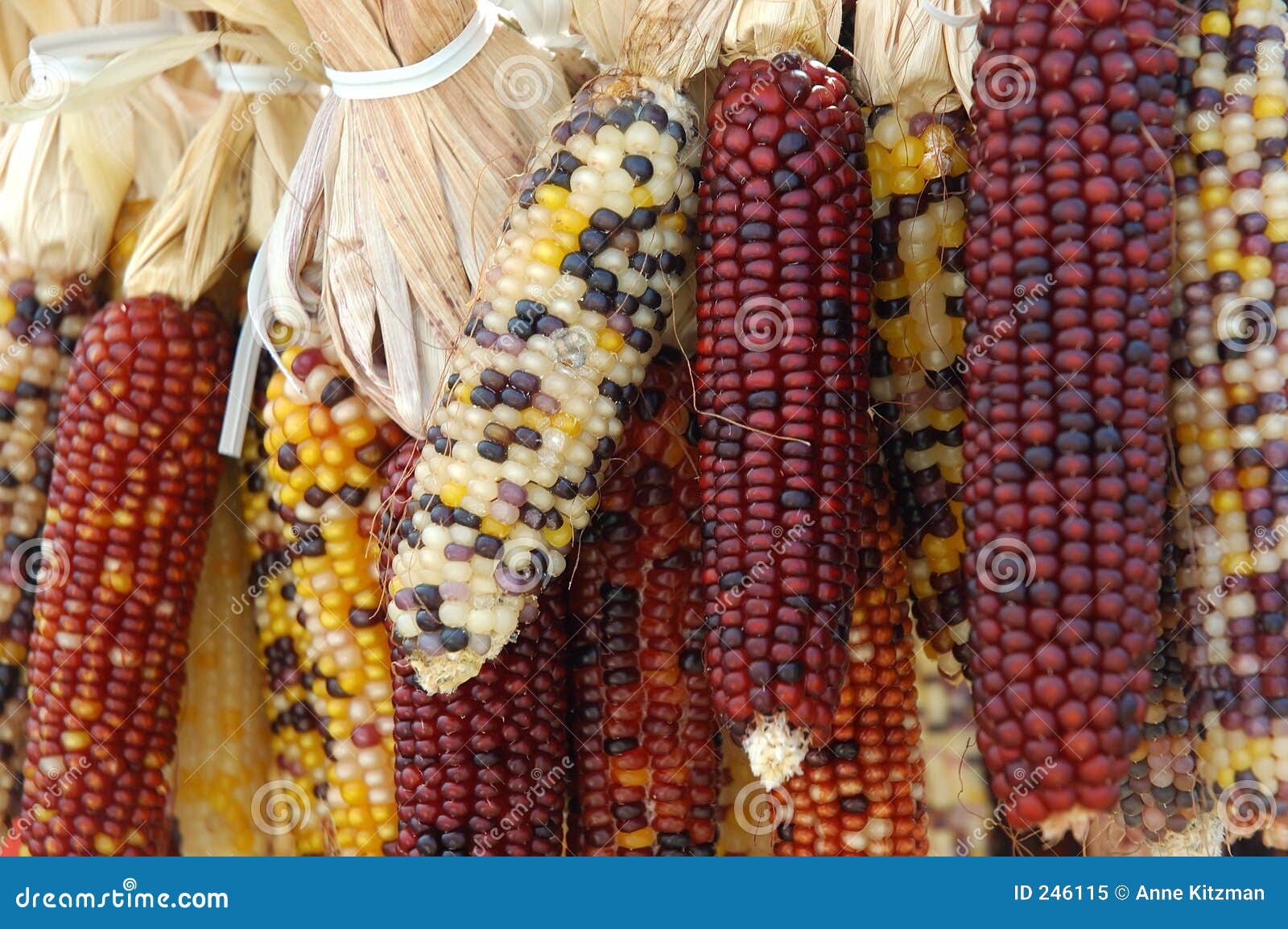 Indian Corn stock image. Image of decorate, burgandy, hanging - 246115