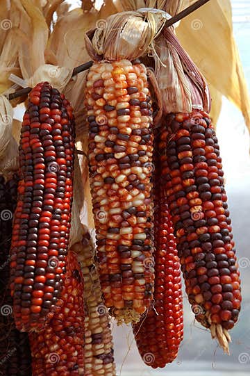 Indian Corn stock photo. Image of tied, autumn, feed, stalks - 246118