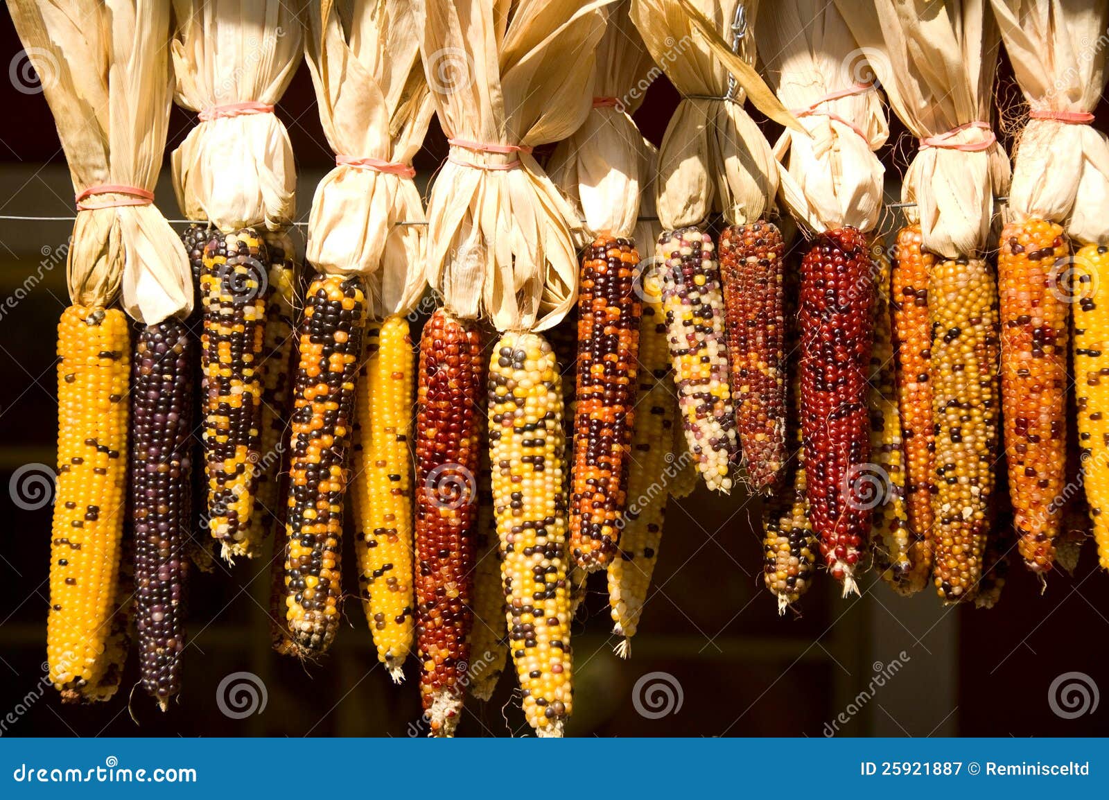 Indian Corn stock image. Image of fall, autumn, orange - 25921887