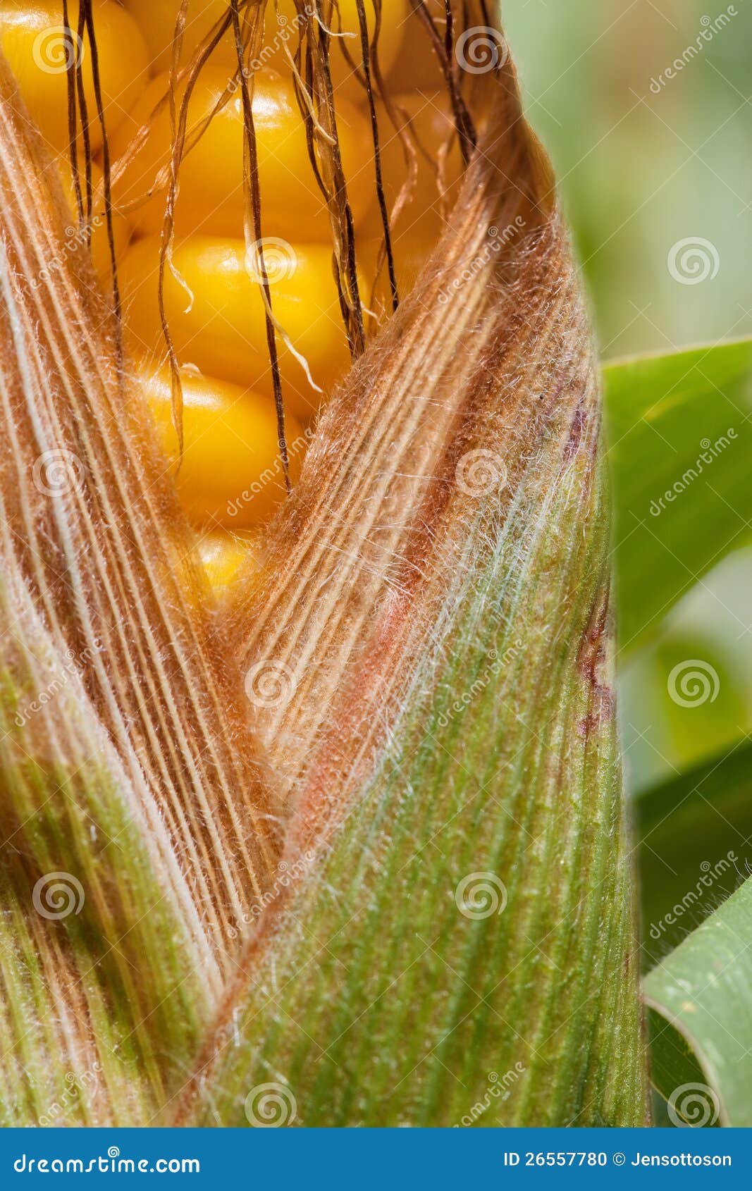 Indian Corn stock photo. Image of harvest, golden, green - 26557780