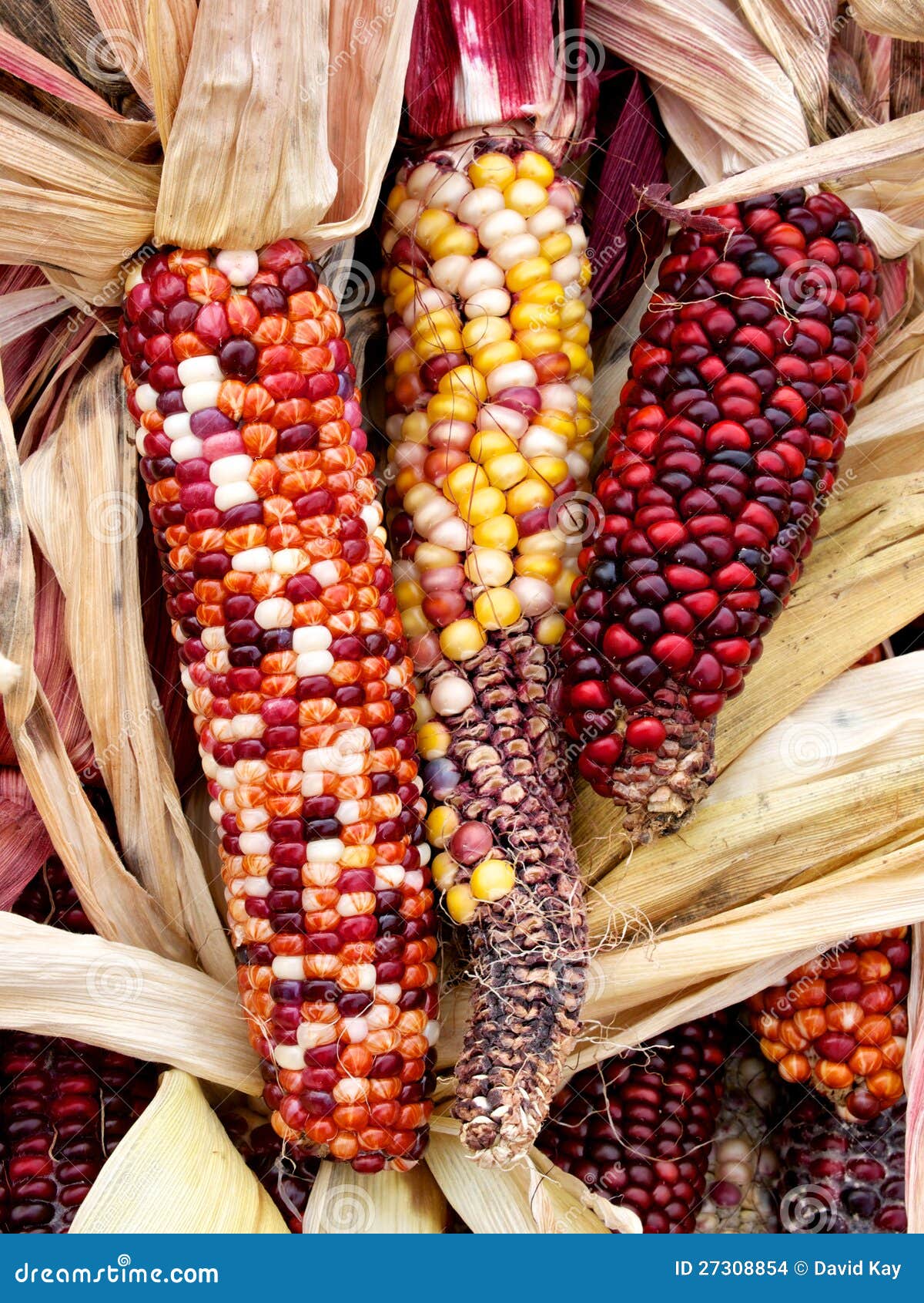 Indian Corn stock photo. Image of fall, indian, pretty - 27308854