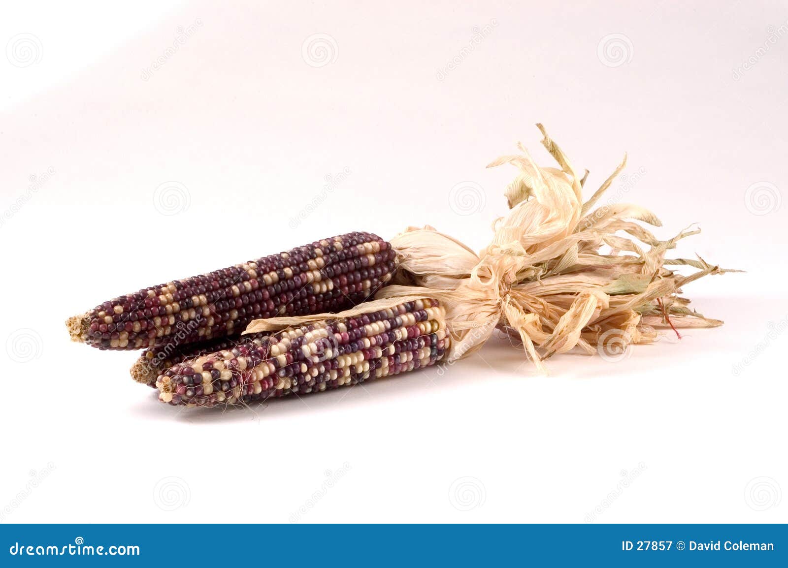 Indian Corn stock image. Image of ears, colored, dark, indian - 27857