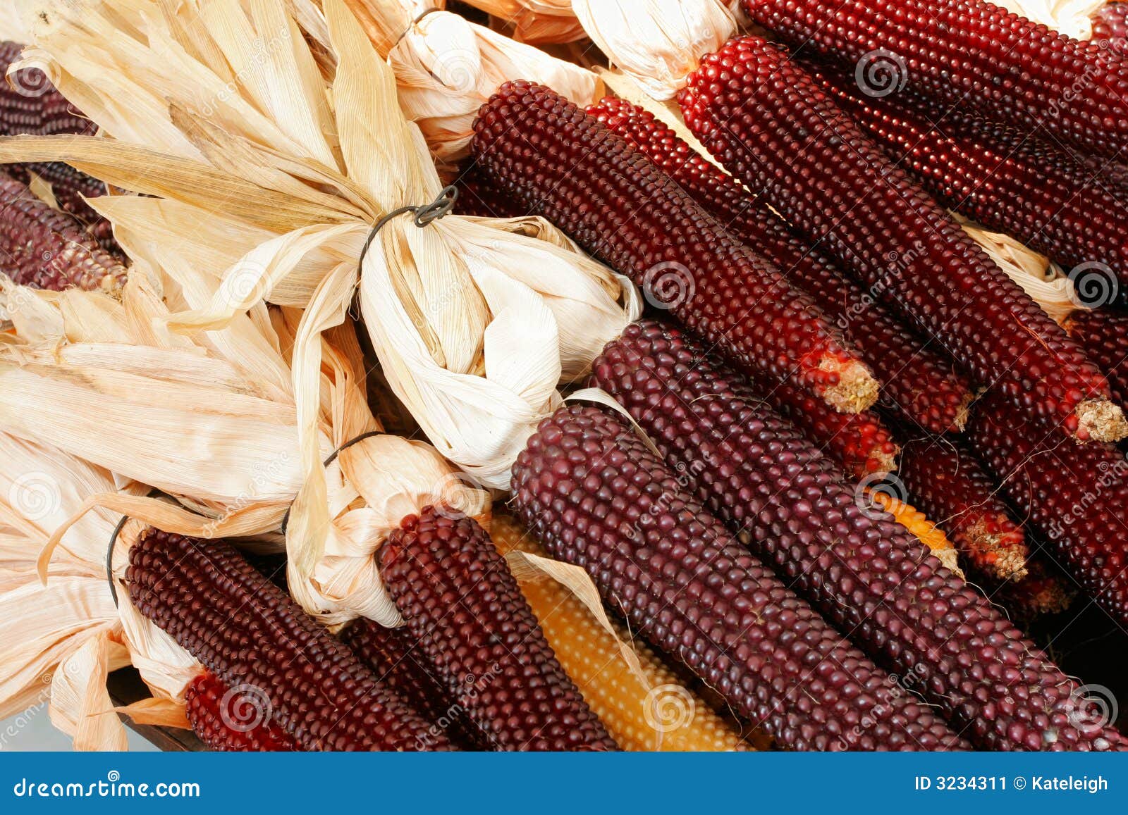 Indian Corn stock image. Image of corn, ears, husked, group - 3234311