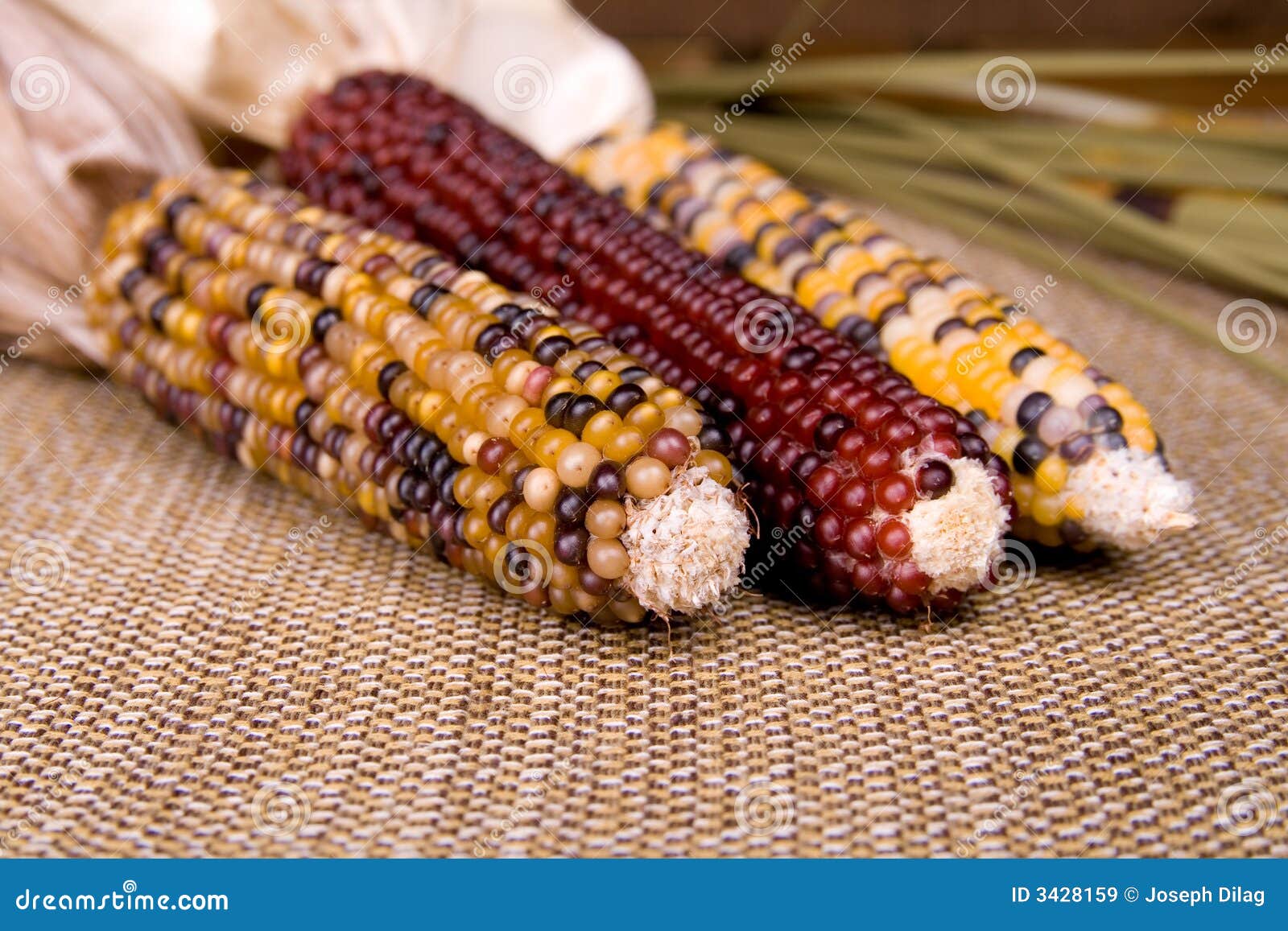 Indian Corn stock image. Image of corn, life, yellow, purple - 3428159