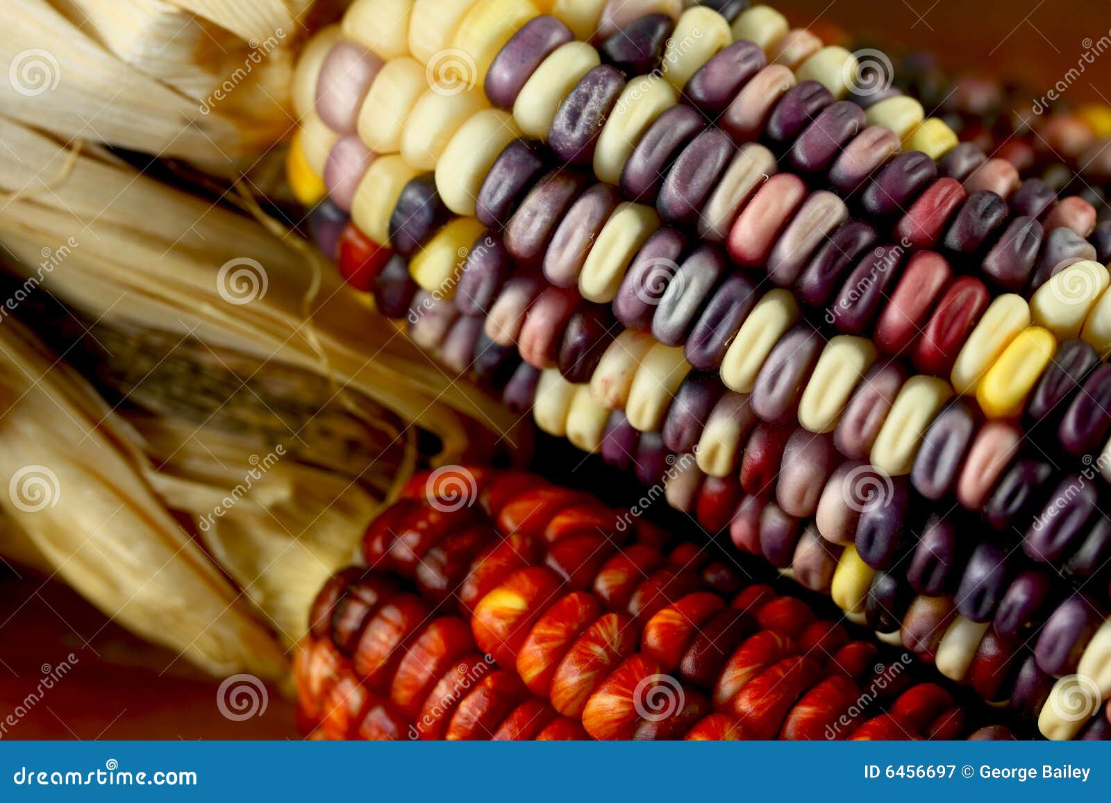 Indian Corn stock image. Image of holiday, kernel, husk - 6456697