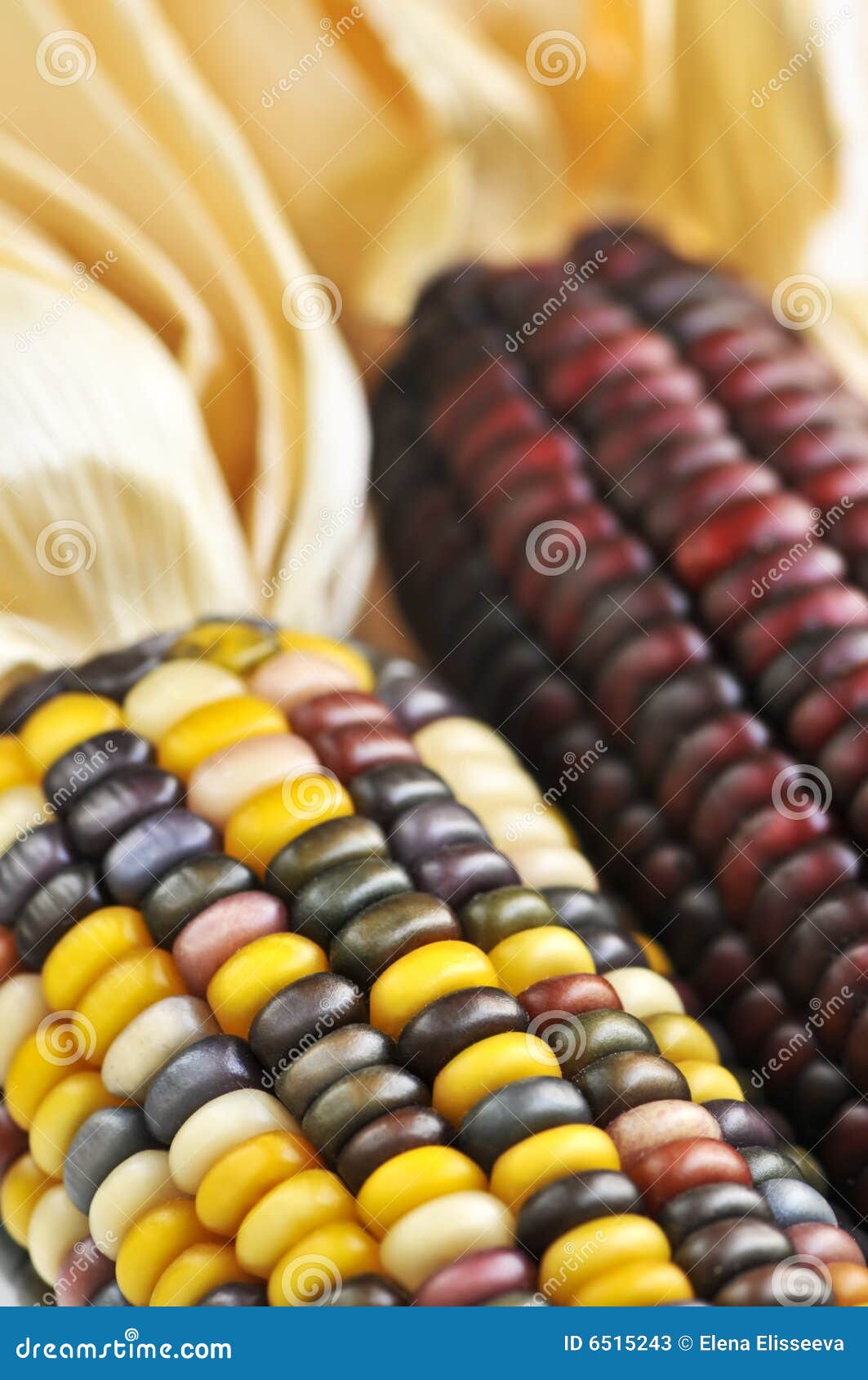 Indian corn stock image. Image of harvest, dried, food - 6515243