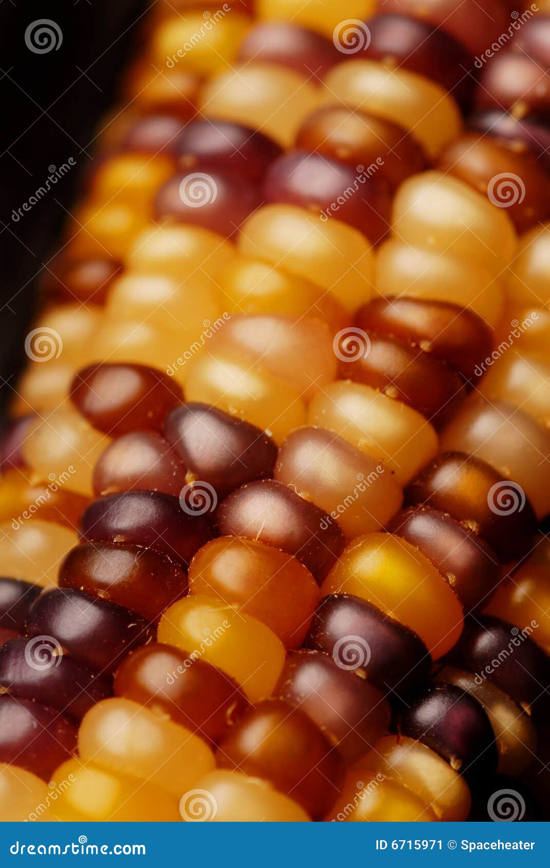 Indian Corn Stock Image | CartoonDealer.com #101188657