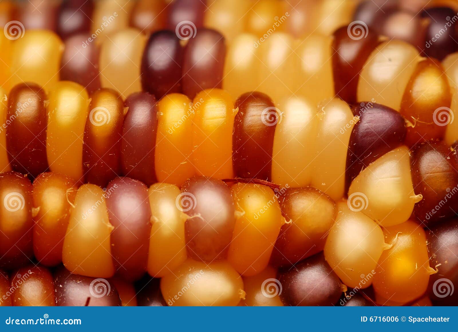 Indian Corn Picture. Image: 6716006